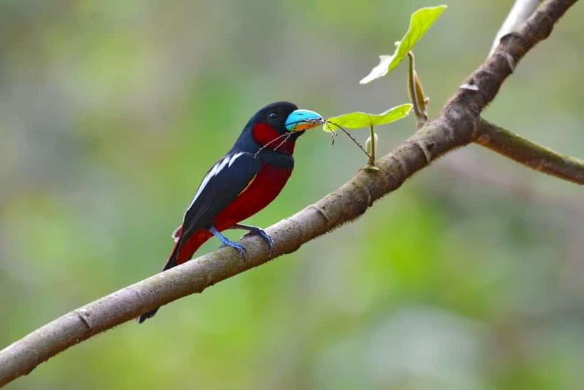 From Khaosok:Half day Bird watching and Wildlife explore - FAQs