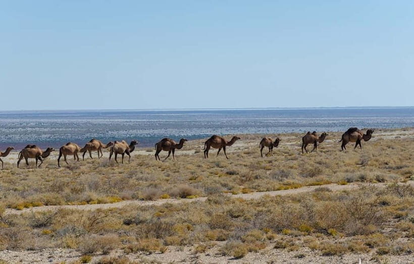 From Khiva To Aral Sea 2-Days One Night In Yurt Stay - Key Points