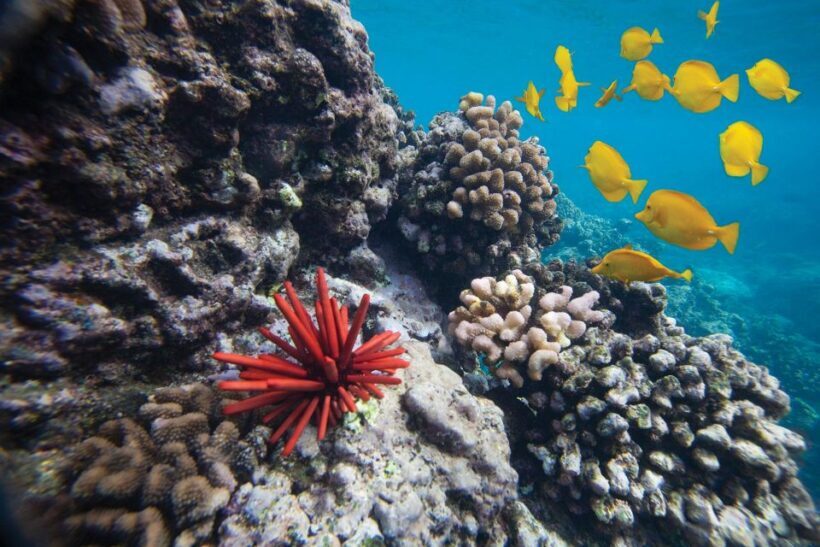 From Kihei: Molokini Crater and Turtle Town Snorkeling - An Overview of the Tour Itinerary