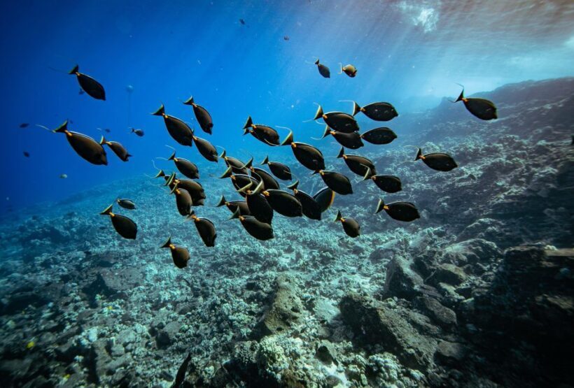 From Kihei: Molokini Crater and Turtle Town Snorkeling - Meeting Point and Practicalities