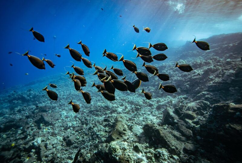 From Kihei: Molokini Crater and Turtle Town Snorkeling - Who Will Love This Tour?