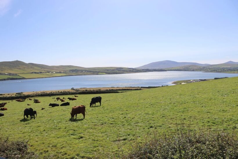 From Killarney: Dingle Peninsula, and Slea Head Day Tour - An Overview of the Dingle Peninsula and Slea Head Experience