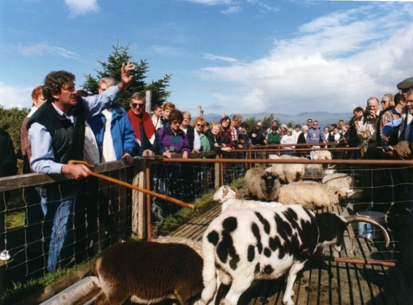 From Killarney: 'Ring of Kerry' Mountain Road 1-Day Bus Tour - Authenticity and Experience