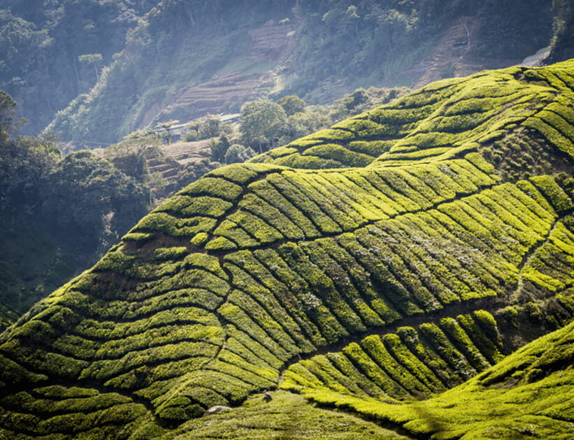 From KL: Cameron Highlands with BOH Habu & Sungei Tea Visit - Key Points