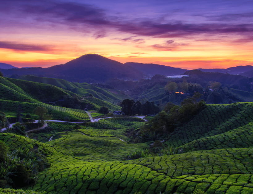 From KL: Cameron Highlands with BOH Habu & Sungei Tea Visit - Who Will Appreciate This Tour?