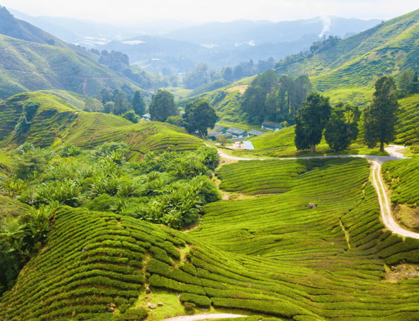 From KL: Cameron Highlands with BOH Habu & Sungei Tea Visit - Final Thoughts
