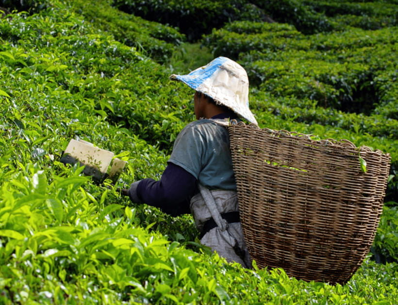 From KL: Cameron Highlands with BOH Habu & Sungei Tea Visit - FAQ