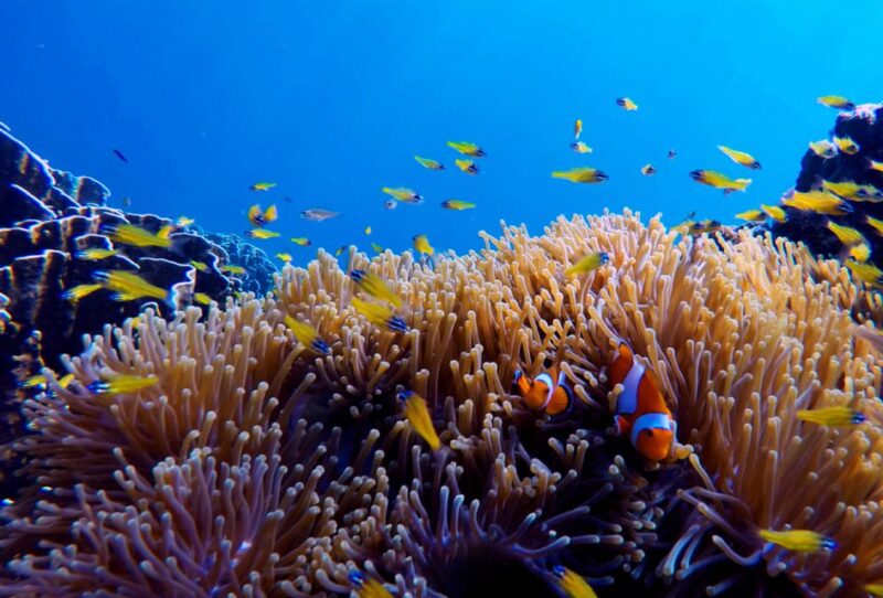 From Ko Kradan: Private Long-Tail Boat Adventure - A Closer Look at the Experience