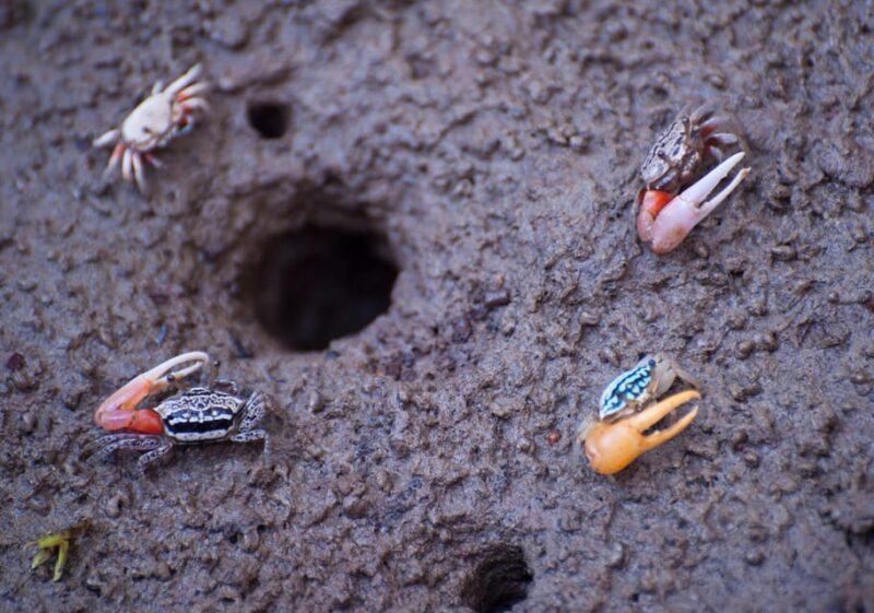 From Ko Lanta: Mangrove Eco-Excursion by Longtail Boat - Who Will Love This Tour?