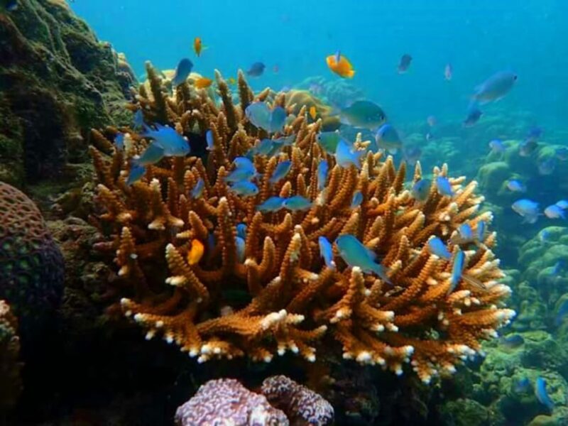 From Ko Libong: Laoliang Islands Private Tour - What Travelers Say and Why It Matters