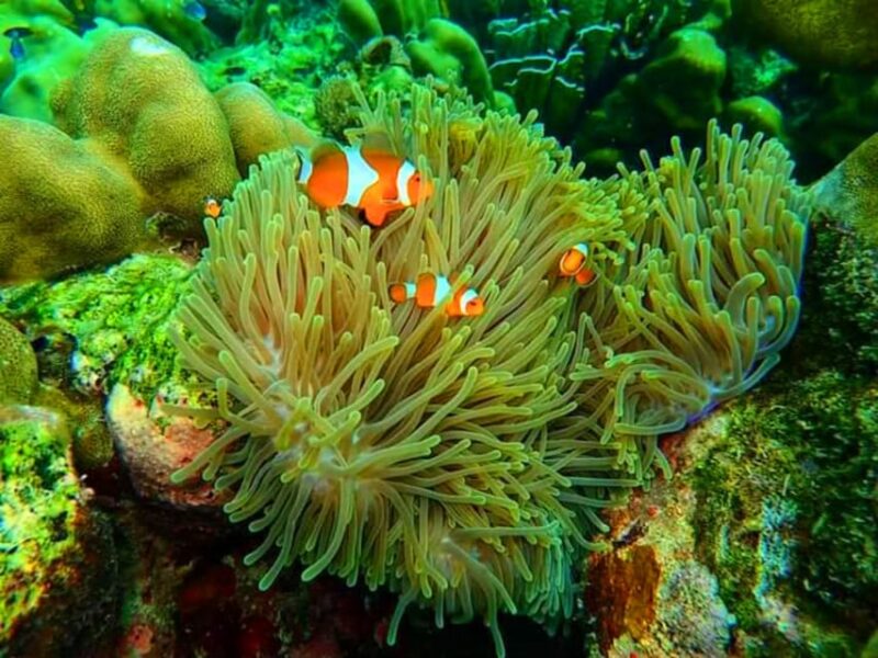 From Ko Libong: Laoliang Islands Private Tour - The Value of a Private Tour