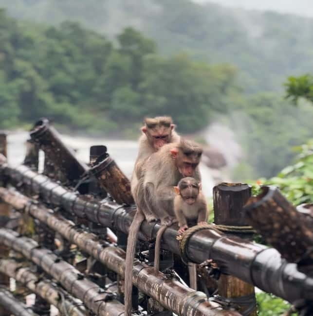 From Kochi: Athirappilly Waterfalls Day Trip with Transfers - Final Thoughts: Who Will Love This Tour?