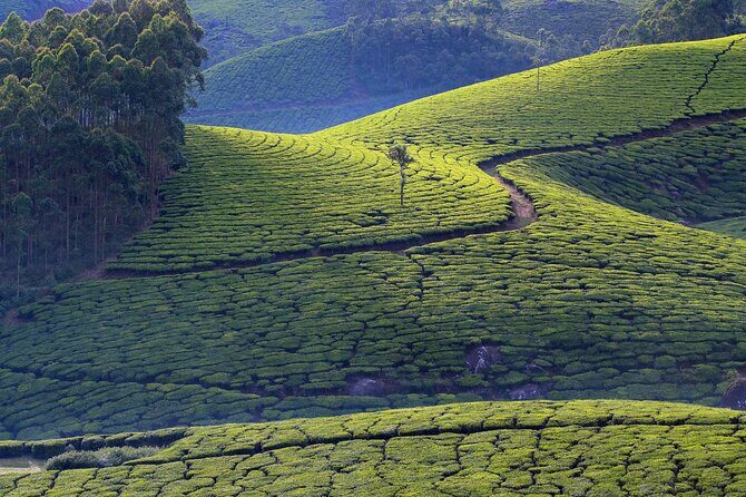 From Kochi: Day Tour to Munnar with Tea Garden and Waterfalls - An Overview of the Tour