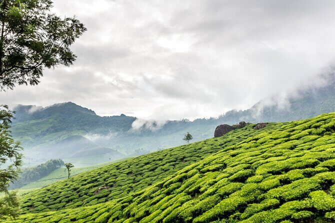 From Kochi: Day Tour to Munnar with Tea Garden and Waterfalls - Practical Tips