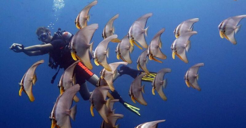 From Koh Kood: Certified Dive Trip - What Makes This Tour Stand Out