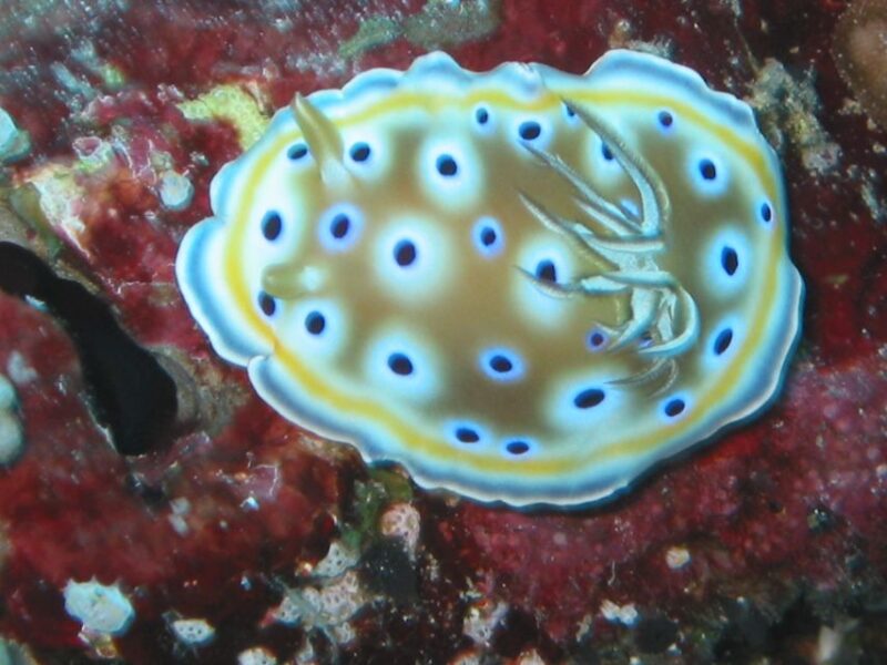 From Koh Kood: Certified Dive Trip - Included Amenities and Equipment