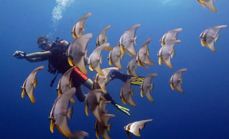 From Koh Kood: Certified Dive Trip - Who Will Love This Tour?