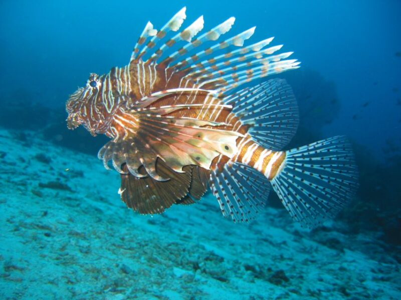 From Koh Kood: Certified Dive Trip - Why Choose This Tour?
