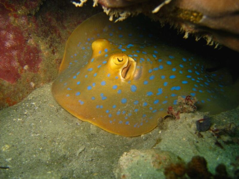 From Koh Kood: Certified Dive Trip - Final Thoughts