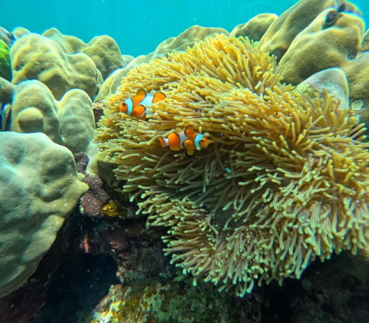 From Koh Lanta: Koh Rok and Koh Ha Day Tour-Queen of Andaman - Key Points