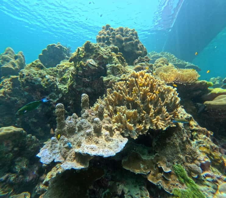 From Koh Lanta: Koh Rok and Koh Ha Day Tour-Queen of Andaman - Exploring the Itinerary