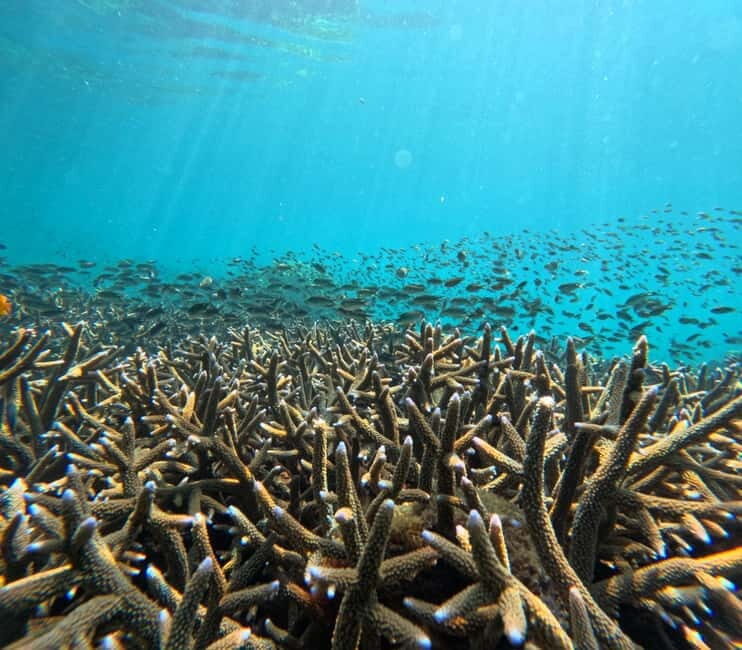 From Koh Lanta: Koh Rok and Koh Ha Day Tour-Queen of Andaman - Final Words