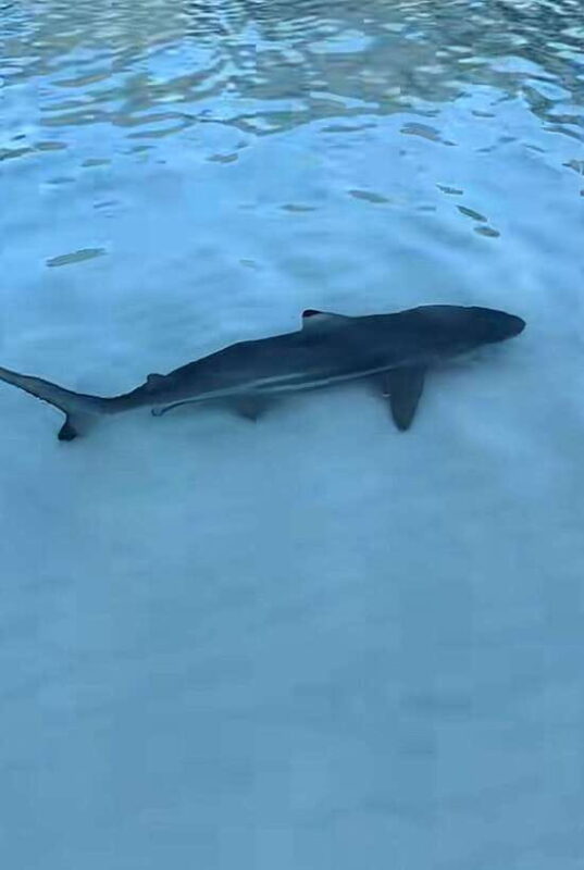 From Koh Phi Phi island and 7 Islands Long Tail Boat Trip - Who Should Consider This Tour?