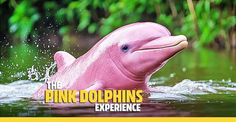 From Koh Samui: Pink Dolphin Boat Tour to Khanom with Lunch - Analyzing the Value and Practicalities
