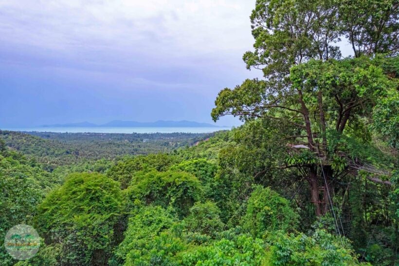 From Koh Samui: Tree Bridge Zipline and Café Experience - Key Points