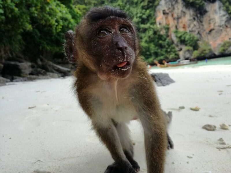 From Krabi: Phi Phi Islands Small Group Tour - Why This Tour Works Well