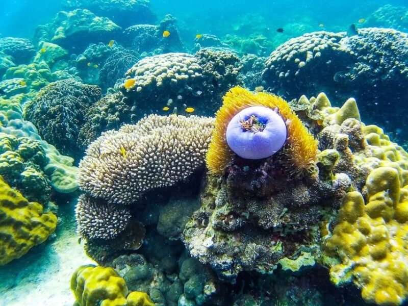 From Krabi: Phi Phi Islands Small Group Tour - FAQ