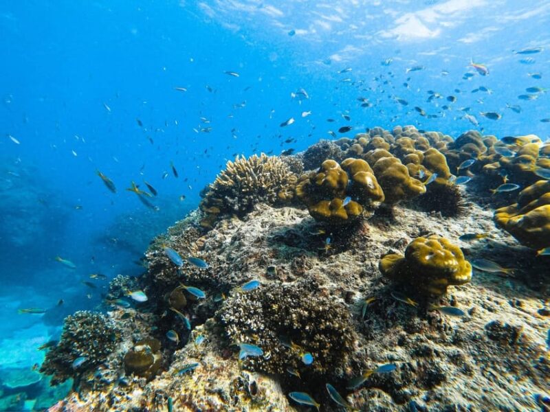 From Krabi: Phi Phi Islands Speedboat Day Tour - Key Points