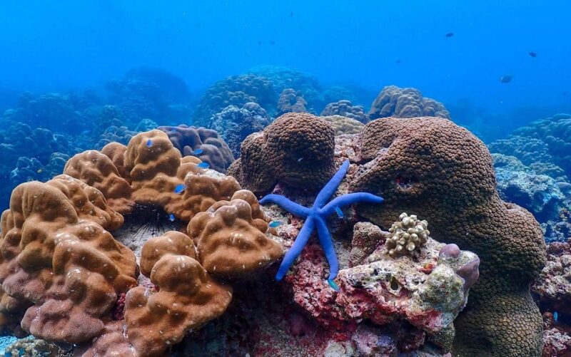 From Krabi: Surin Islands Snorkeling Tour w/ Meals - The Value of This Tour