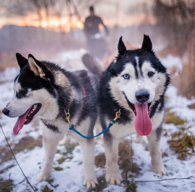 From Krakow: Dogsled Ride in Tatra Mountain - A Practical Overview of the Dogsled Experience