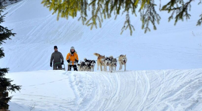 From Krakow: Dogsled Ride in Tatra Mountain - Considerations and Limitations