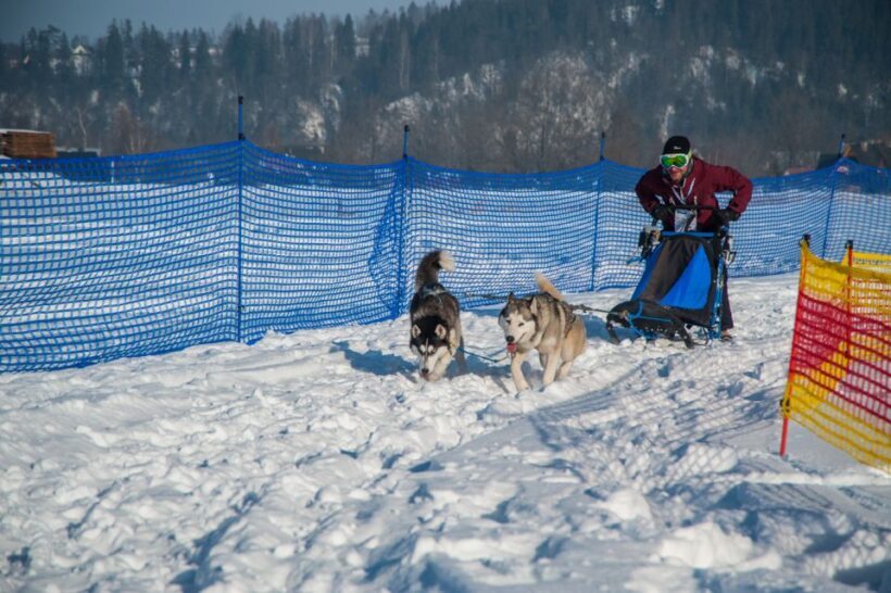 From Krakow: Dogsled Ride in Tatra Mountain - Who Will Love This Experience?