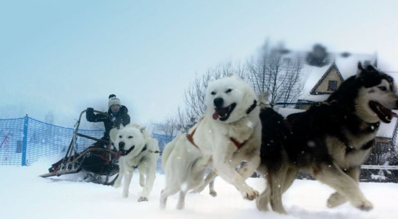 From Krakow: Dogsled Ride in Tatra Mountain - Frequently Asked Questions