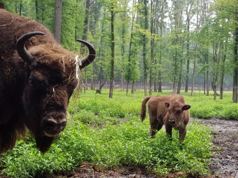 From Krakow: Pszczyna Castle and Bison Reserve Day Trip - FAQ