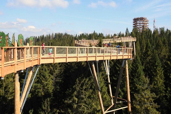 From Kraków: Slovakia Treetop Walk and Bachledka Ski - The Treetop Walk Experience