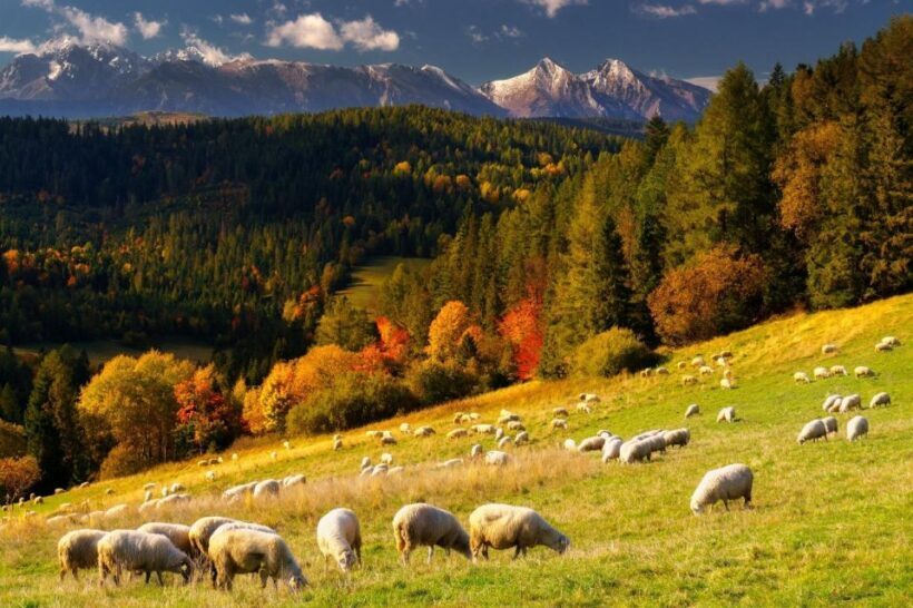 From Krakow: Zakopane and Thermal Baths with Optional Lunch - Who Will Love This Tour?