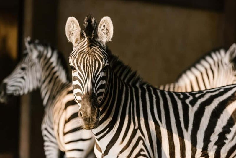 From Krakow: Zoo Trip with Private Luxury Transfer - An In-Depth Look at the Krakow Zoo Trip