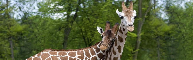 From Krakow: Zoo Trip with Private Luxury Transfer - FAQ