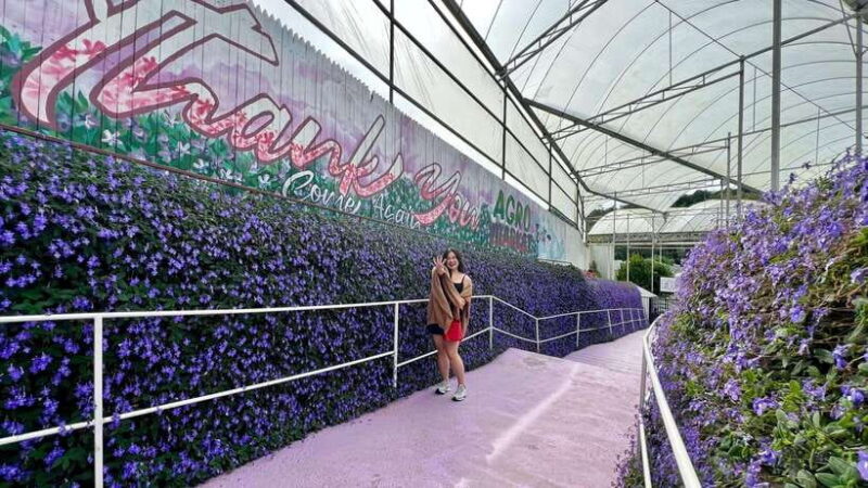 From Kuala Lumpur: Cameron Highlands Day Tour with Lunch - Key Points