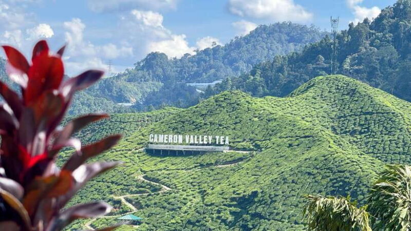 From Kuala Lumpur: Cameron Highlands Day Tour with Lunch - Value and Practicality