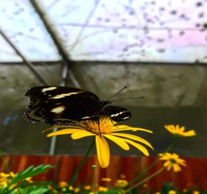 From Kuala Lumpur: Cameron Highlands Day Trip with Transfers - Key Points