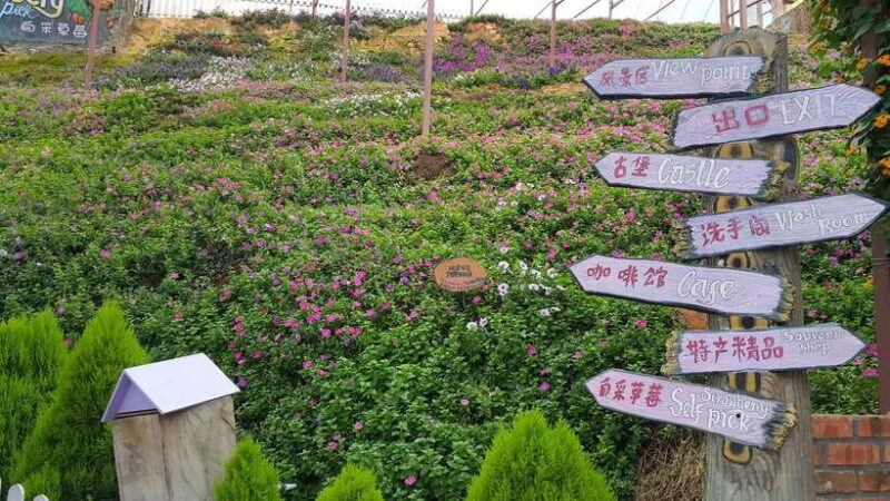 From Kuala Lumpur: Cameron Highlands Full-Day Tour - From Kuala Lumpur: Cameron Highlands Full-Day Tour – A Detailed Review