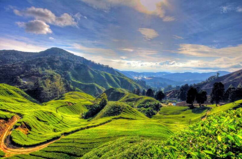 From Kuala Lumpur: Cameron Highlands Full-Day Tour - A Journey Through the Highland Highlights