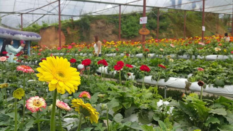 From Kuala Lumpur: Cameron Highlands Full-Day Tour - What’s the Value?