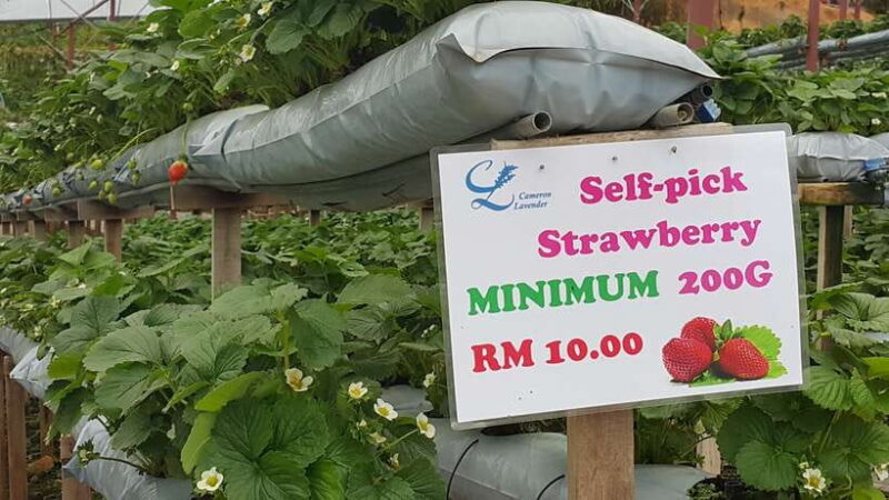 From Kuala Lumpur: Cameron Highlands Full-Day Tour - Final Thoughts