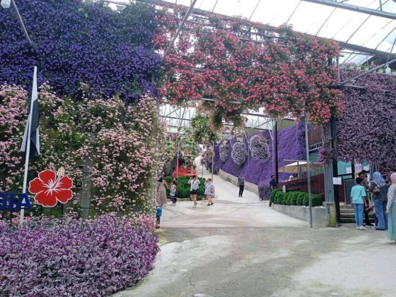 From Kuala Lumpur: Cameron Highlands Private or Join In Tour - The Itinerary: A Step-by-Step Breakdown